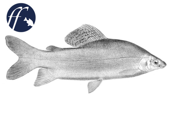 Geradsalmler - Aqualog.de