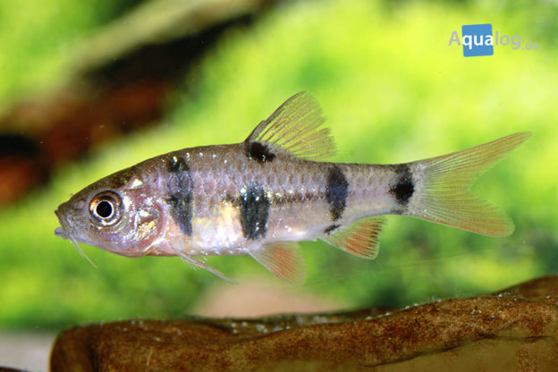 Clownbarben: Barbodes everetti und B. dunckeri - Aqualog.de