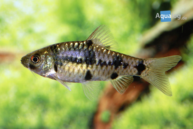 Clownbarben: Barbodes everetti und B. dunckeri - Aqualog.de