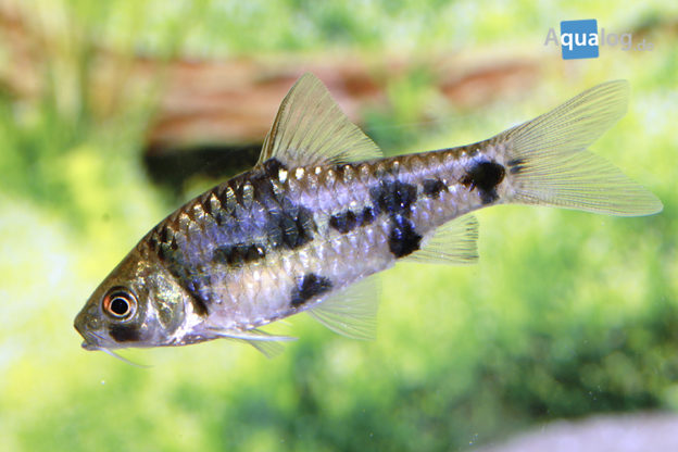 Clownbarben: Barbodes everetti und B. dunckeri - Aqualog.de