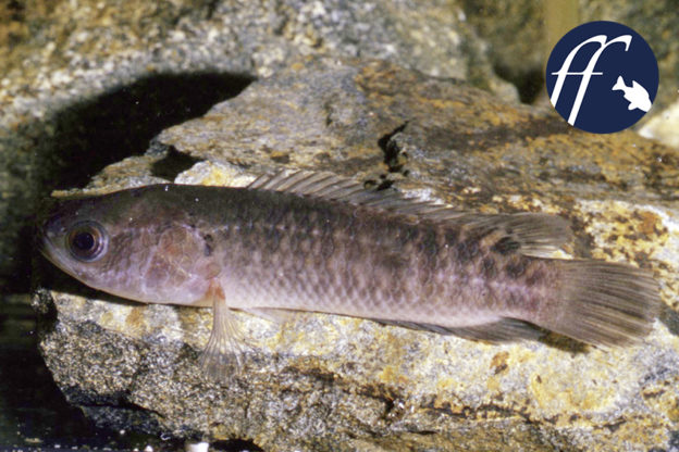 Eine extreme Seltenheit: Sandelia capensis - Aqualog.de