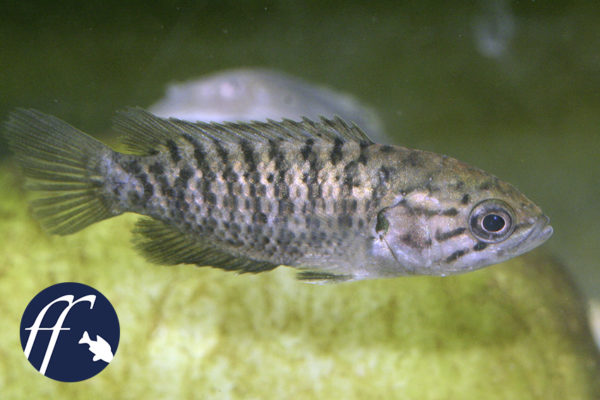 Eine extreme Seltenheit: Sandelia capensis - Aqualog.de