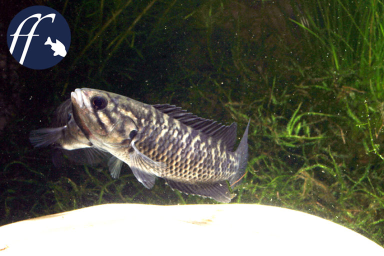 Eine extreme Seltenheit: Sandelia capensis - Aqualog.de