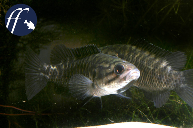 Eine extreme Seltenheit: Sandelia capensis - Aqualog.de
