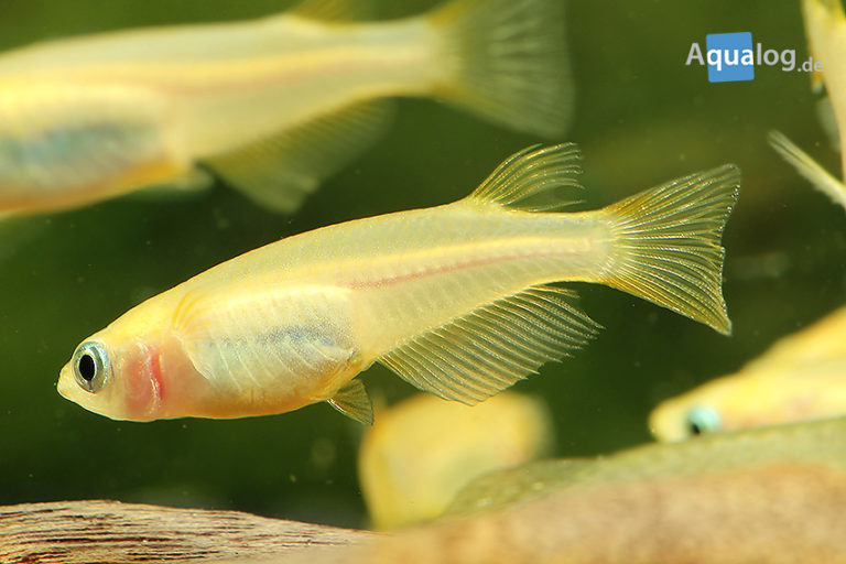 Oryzias latipes „Orange“ - Aqualog.de