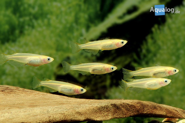 Oryzias latipes „Orange“ - Aqualog.de