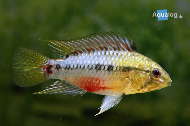 Apistogramma hongsloi Red Line - Aqualog.de