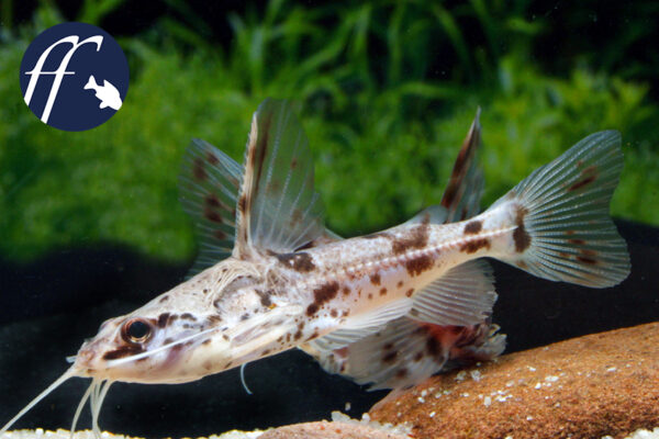 Amblydoras - Aqualog.de