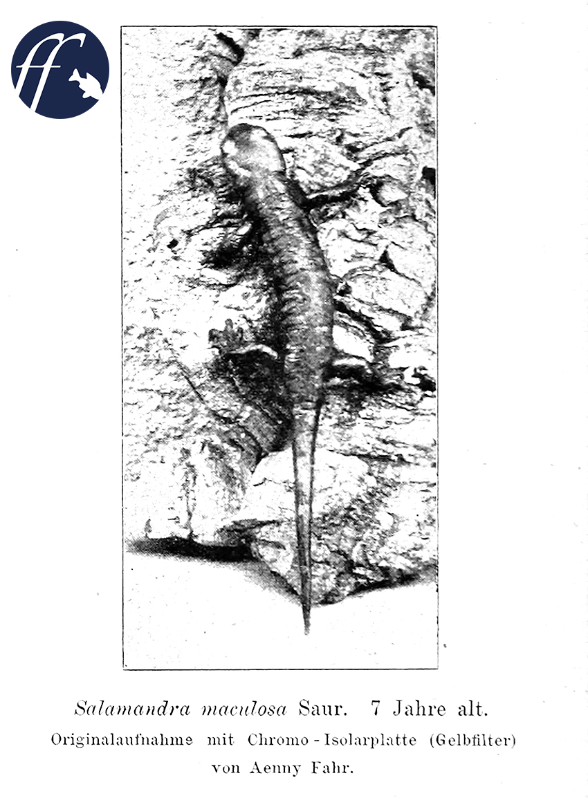 Batrachochytrium salamandrivorans - Aqualog.de